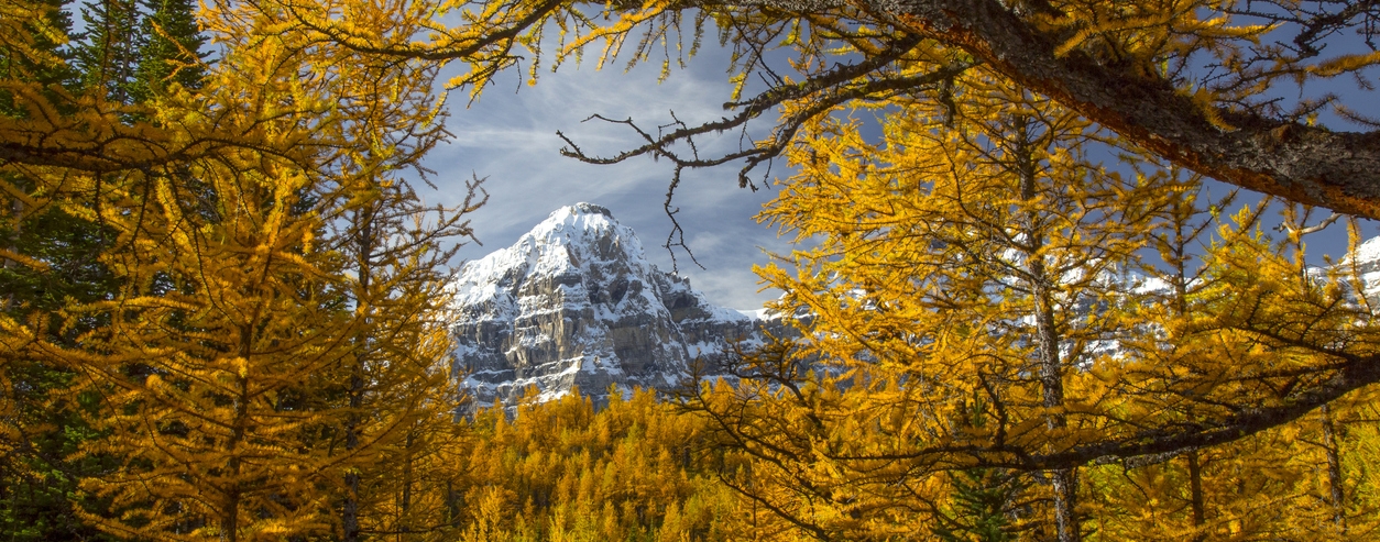 The Best Larch Tree Hikes in Banff National Park | The Rimrock Resort Hotel